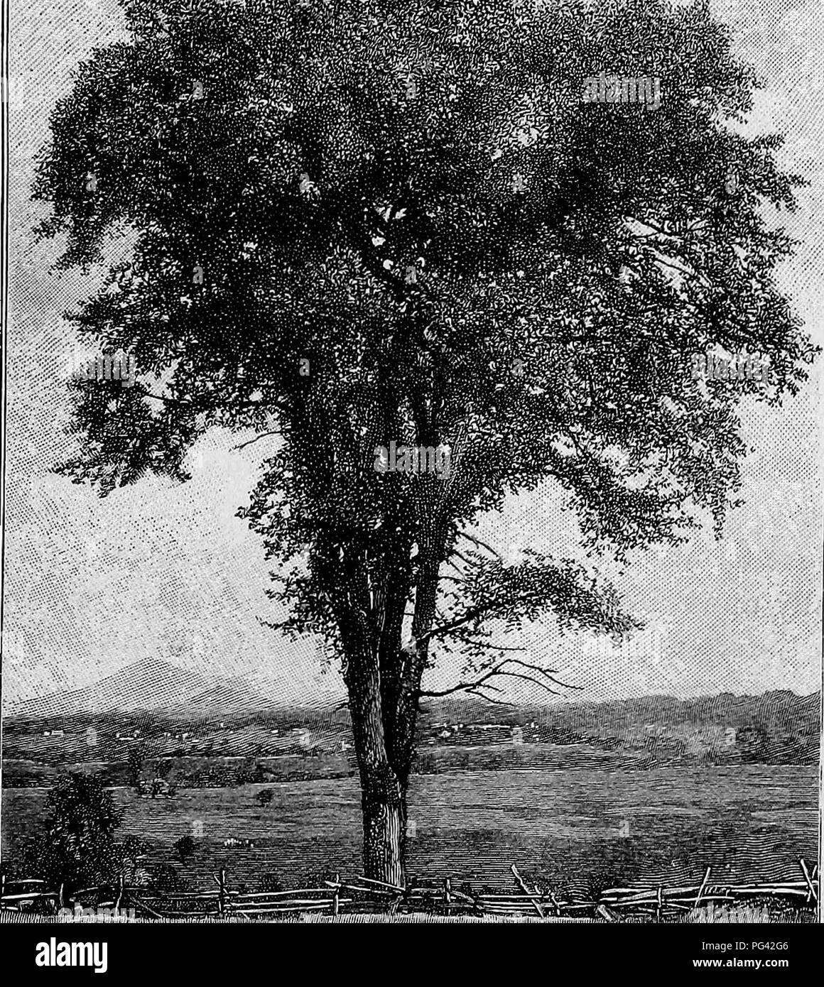 This work outlines the basic principles of botany, focusing on the ...