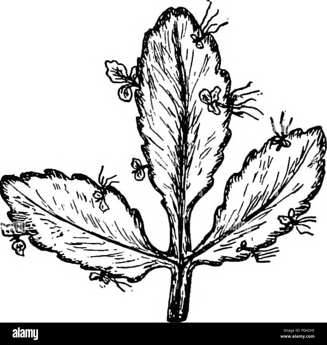 The image from a botany textbook illustrates grafting techniques used ...