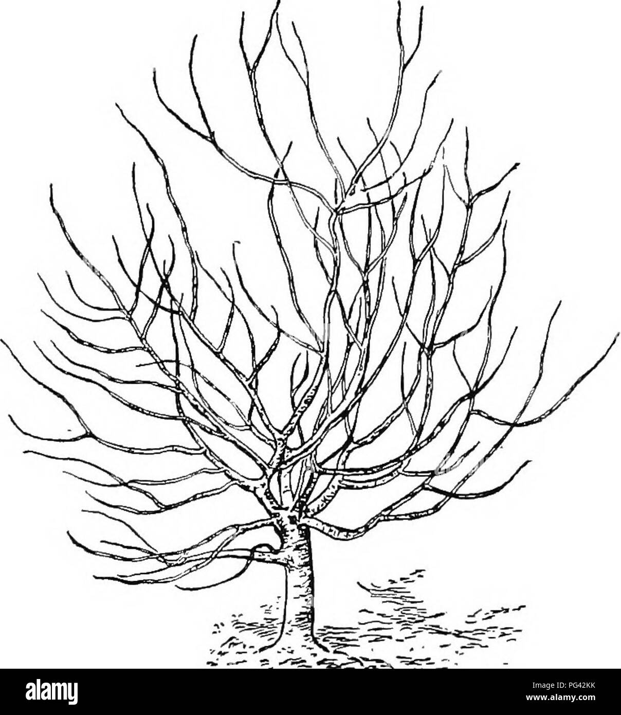 Lateral Branch Bud High Resolution Stock Photography and Images - Alamy