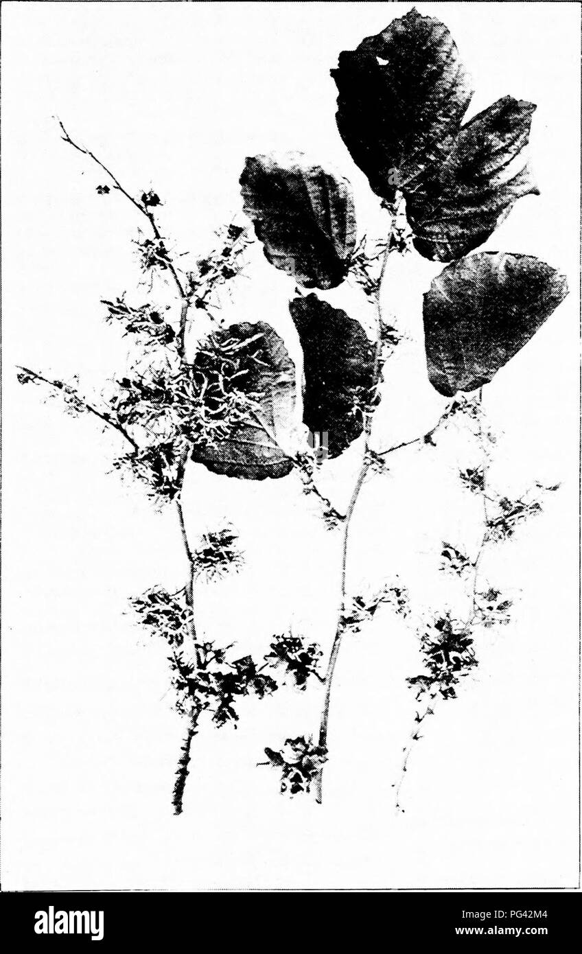 This work provides an accessible guide to identifying native trees ...