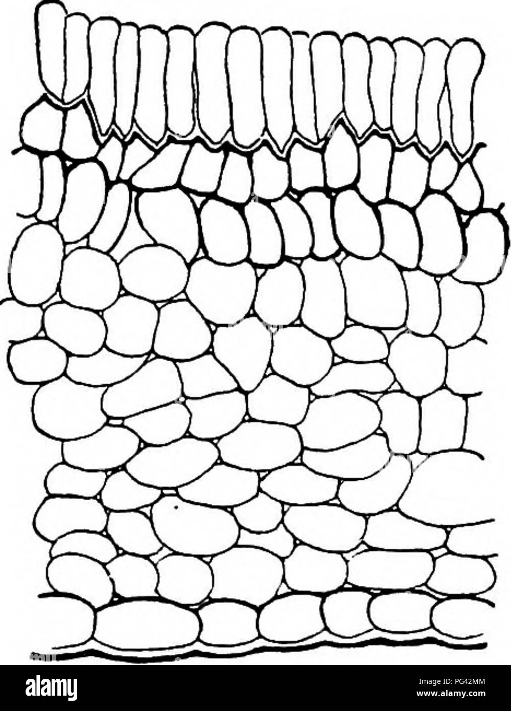 This image illustrates the impact of cryptogamic parasites on plants ...
