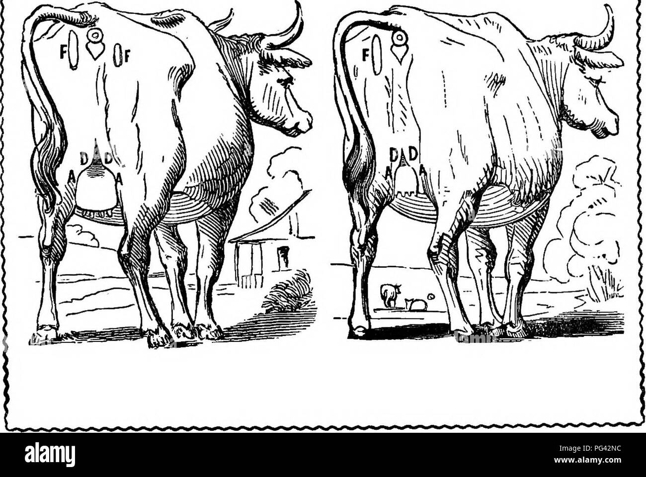 Nicholas trist hi-res stock photography and images - Alamy