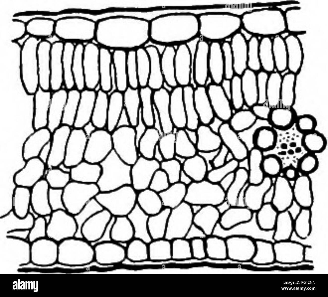 . Diseases of plants induced by cryptogamic parasites : introduction to ...