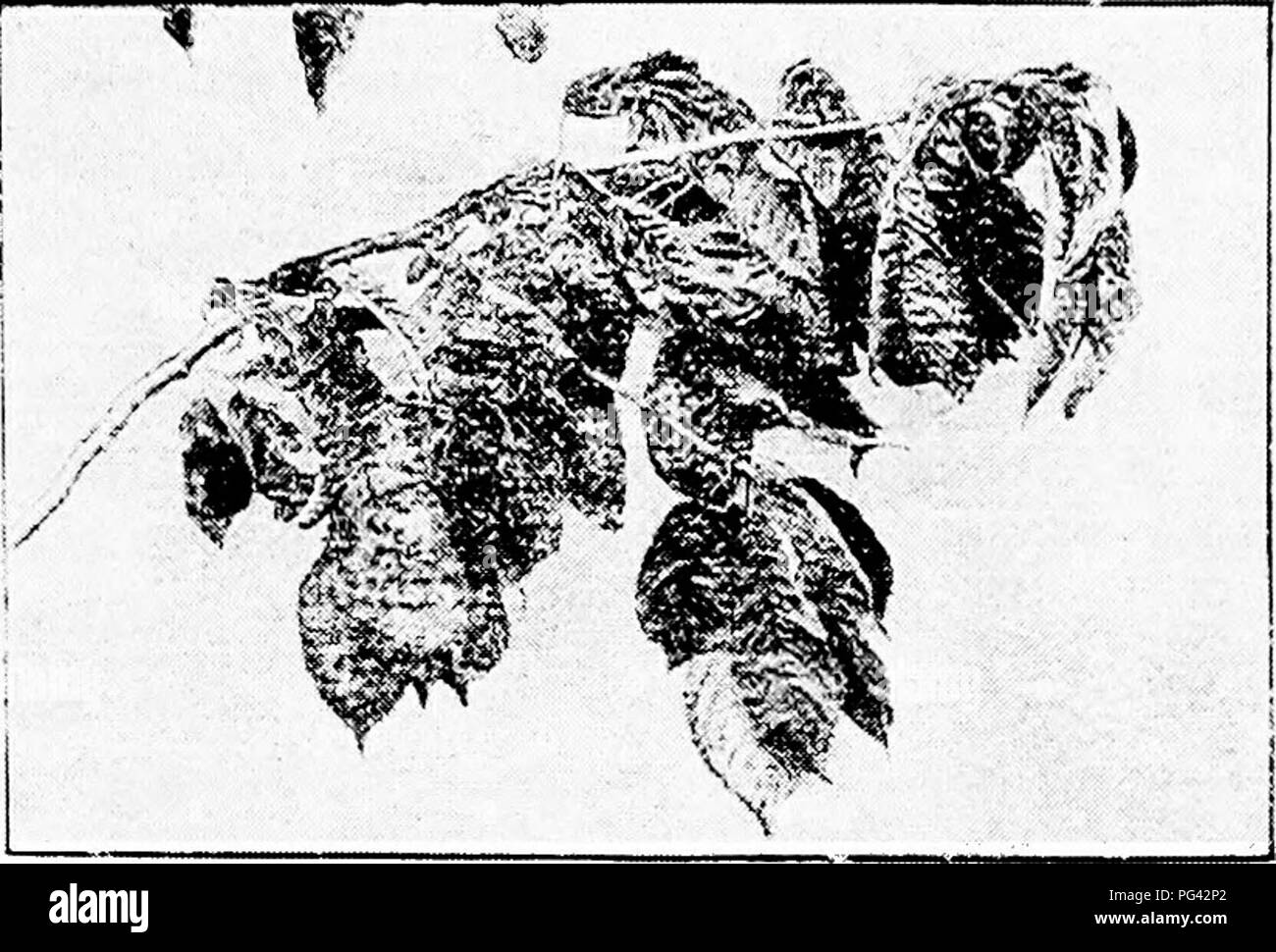 This image from *Diseases of Plants Induced by Cryptogamic Parasites ...