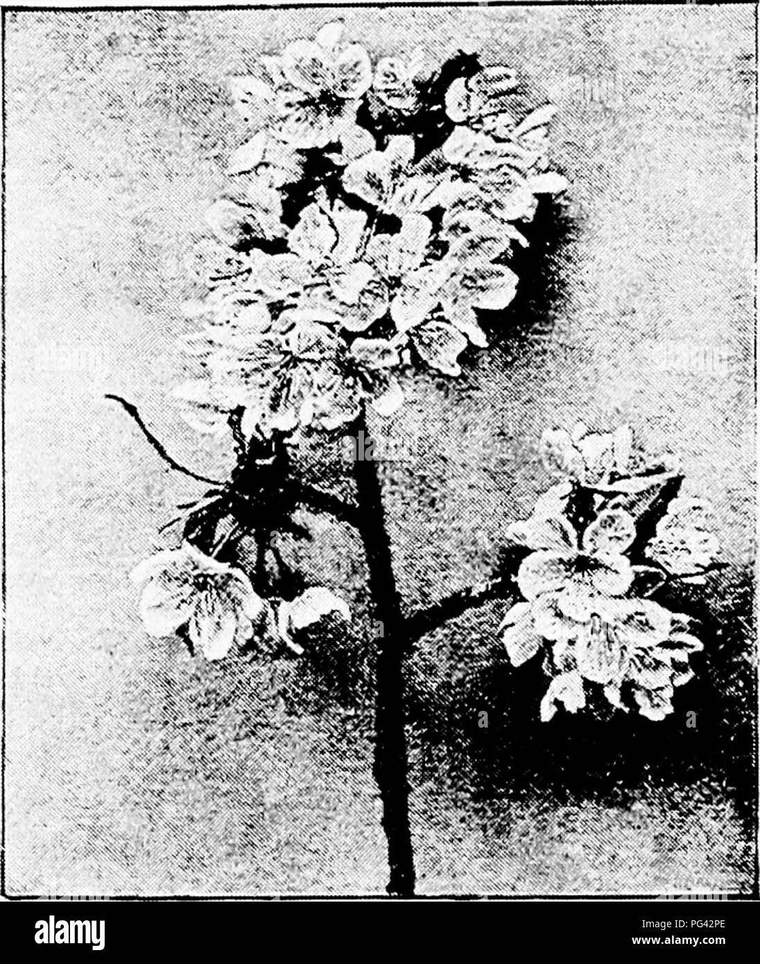 This work focuses on plant diseases caused by various cryptogamic ...