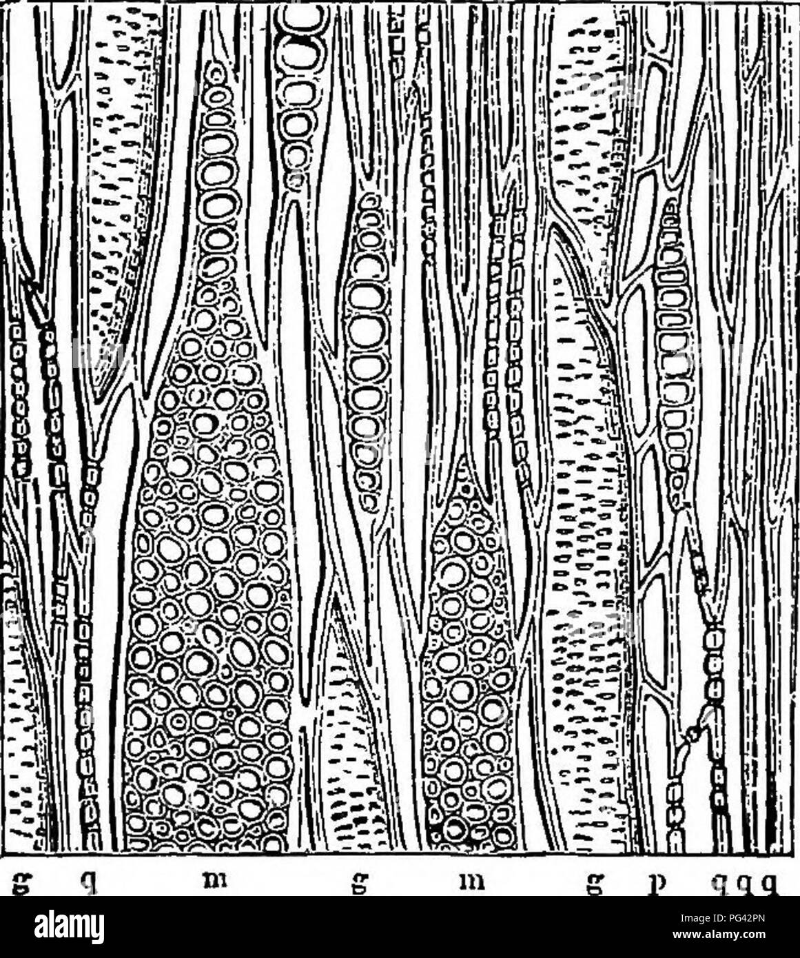 Tree wood vessels Black and White Stock Photos & Images - Alamy
