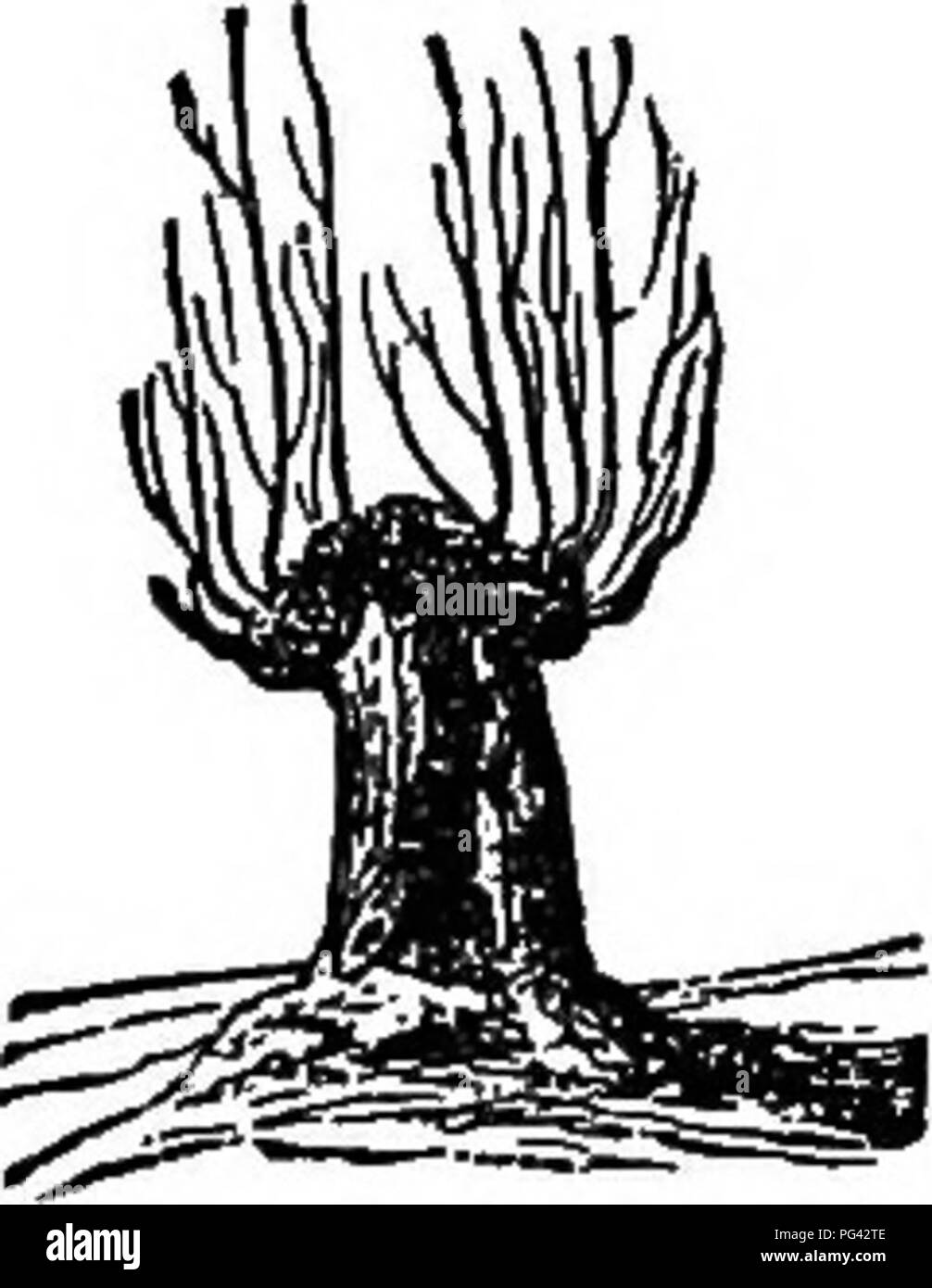 This forestry guide outlines the importance of tree care and plantation ...