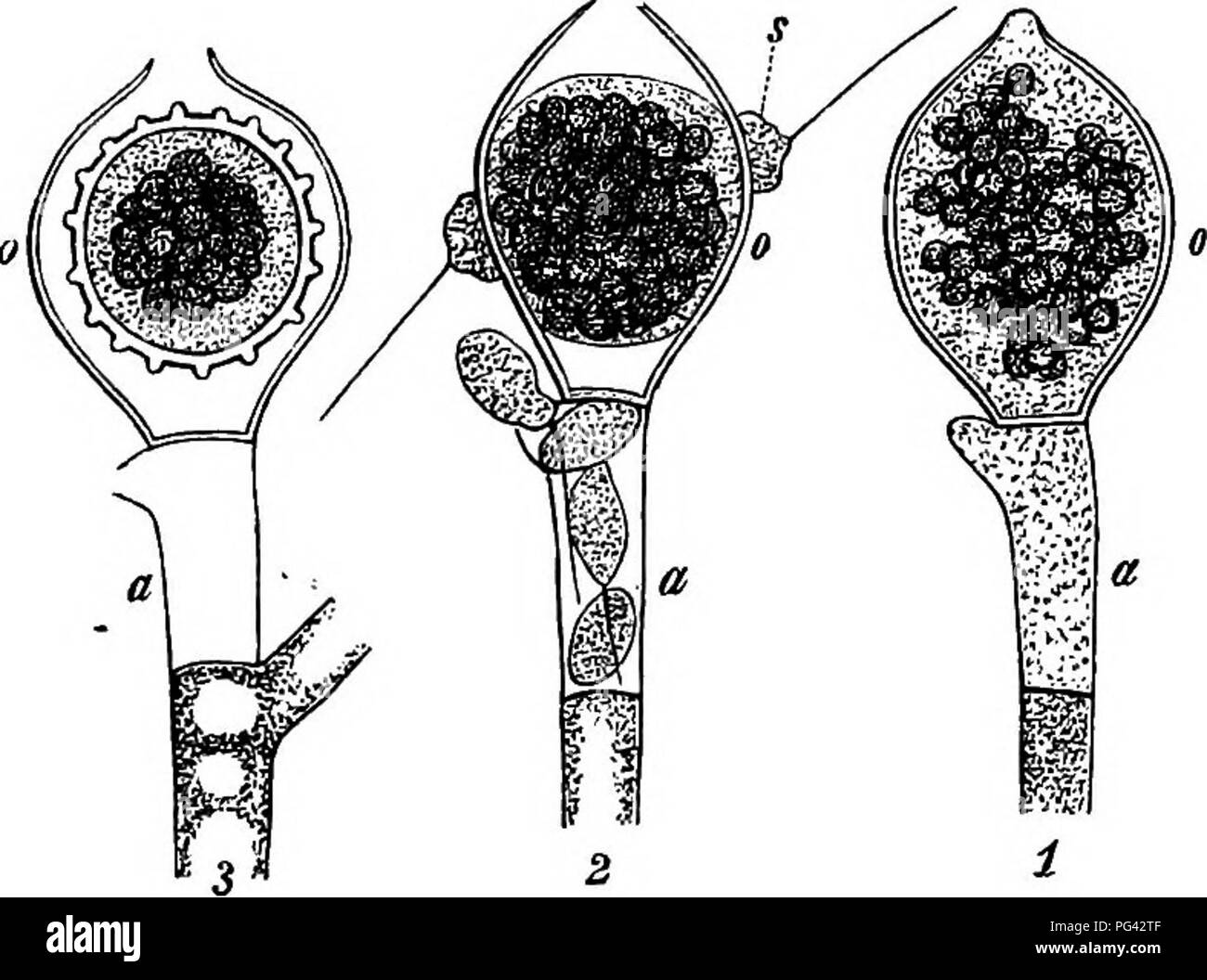 Pythium hi-res stock photography and images - Alamy