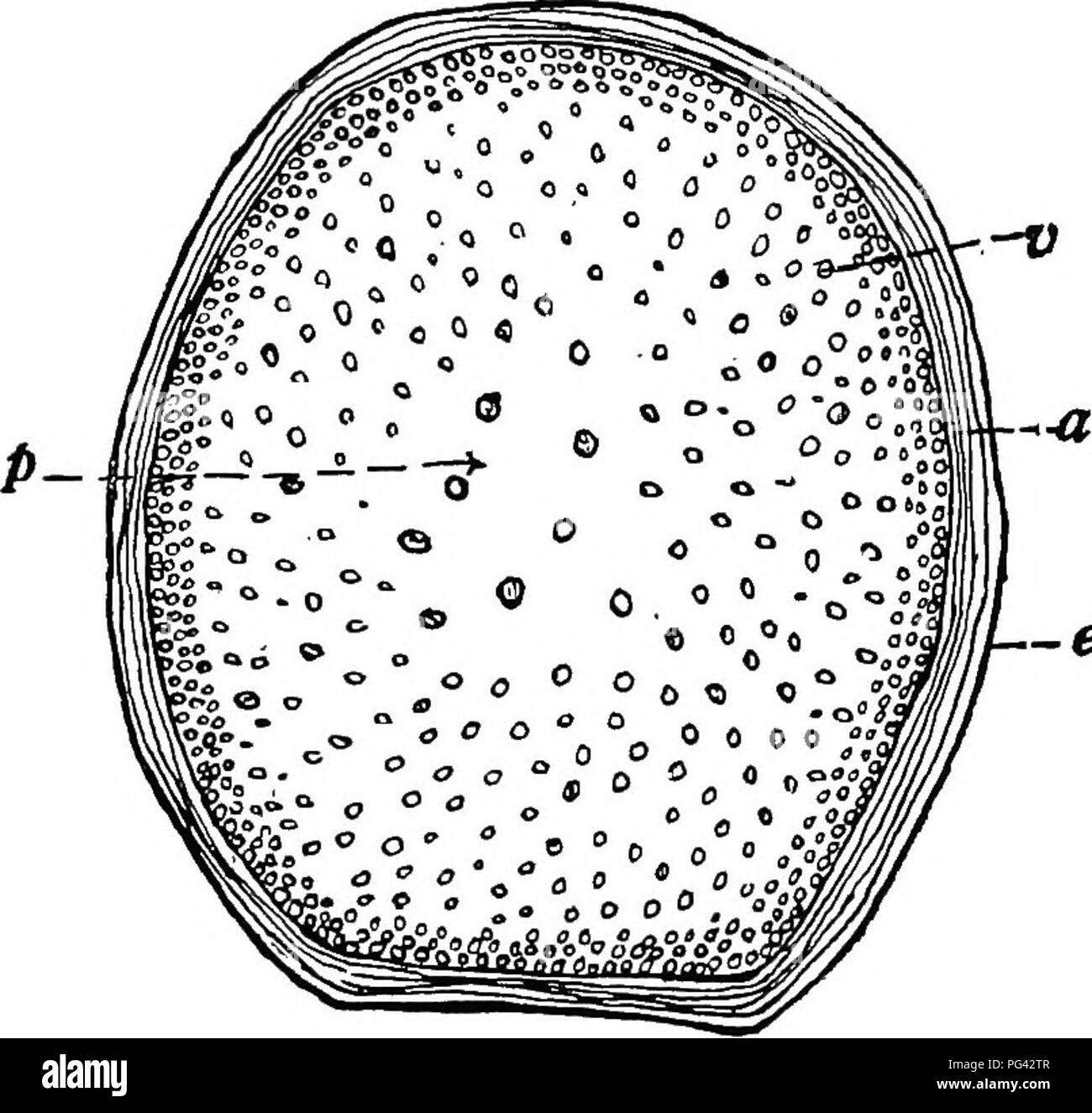 A study of the structure of monocotyledonous stems, focusing on plants ...