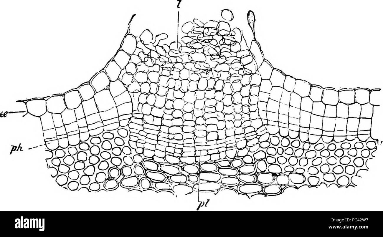 This illustration from a botany textbook for agricultural students ...