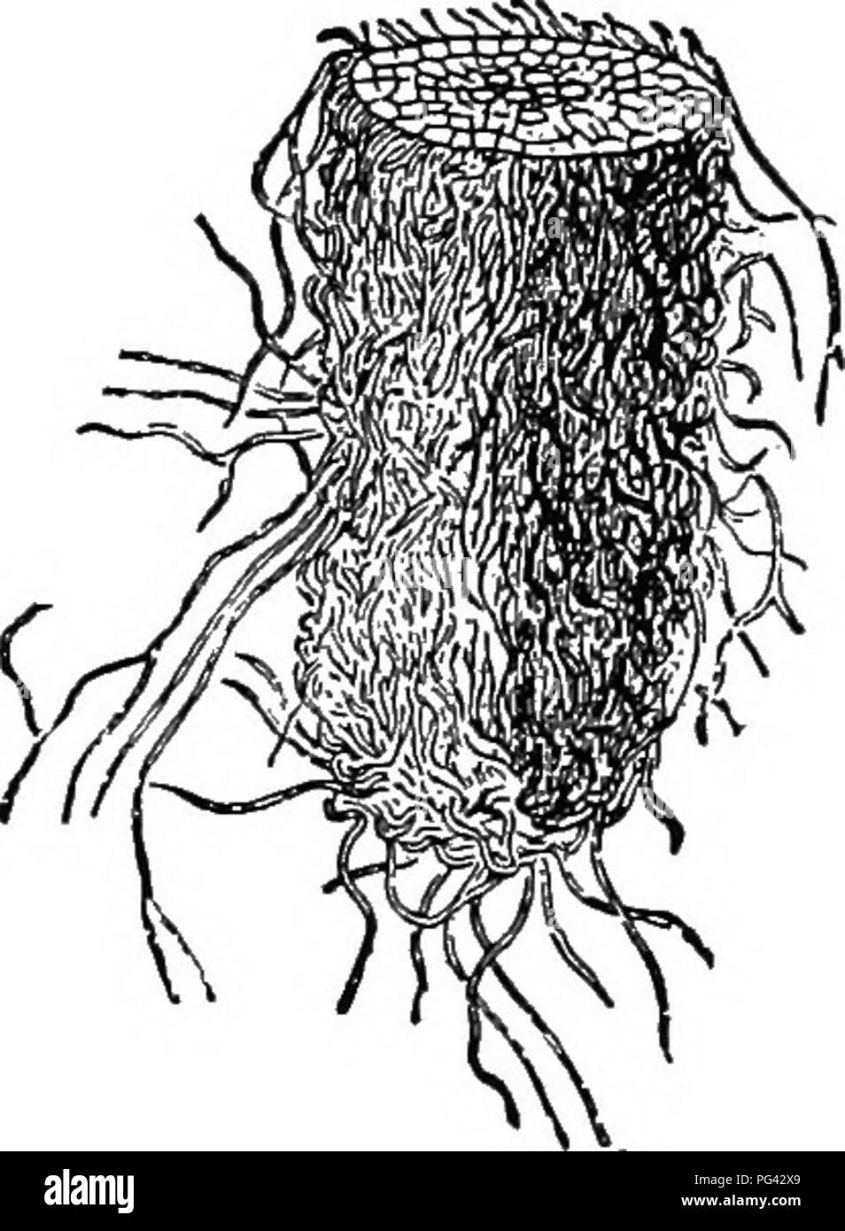 Micro organisms in soil hi-res stock photography and images - Alamy