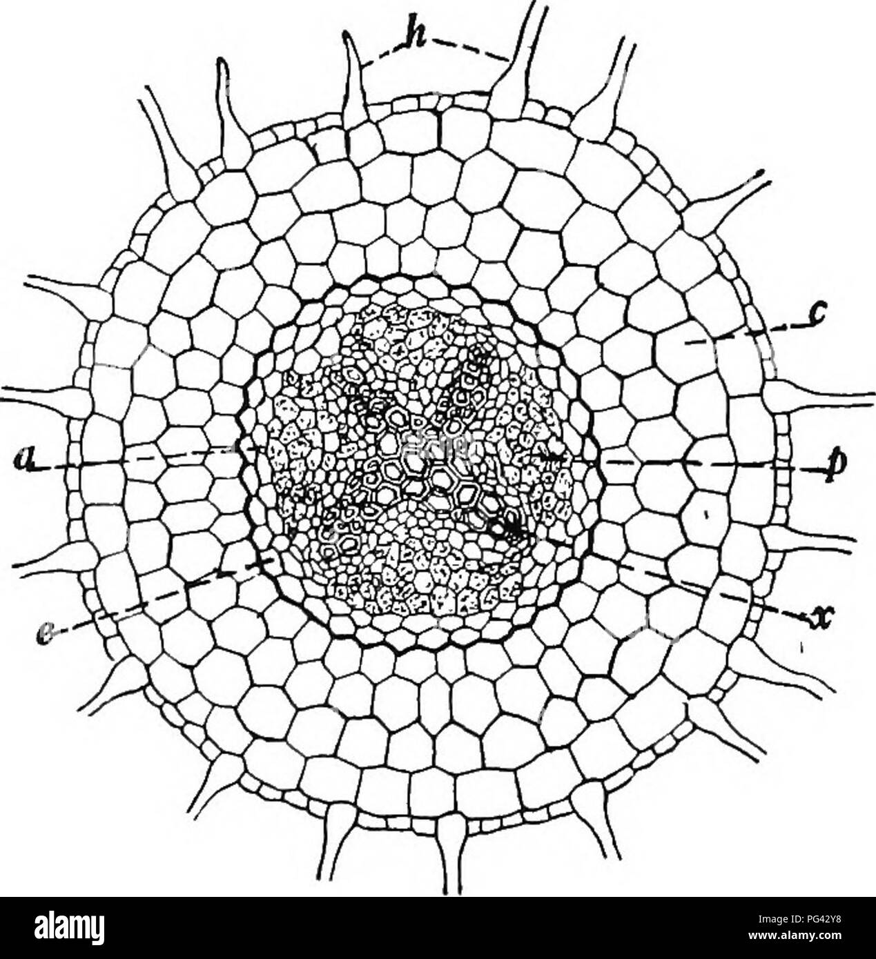 Root tip and root hair Black and White Stock Photos & Images - Alamy