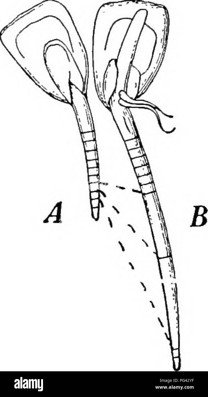 . Botany for agricultural students . Botany. CELLULAR ANATOMY OF THE ...