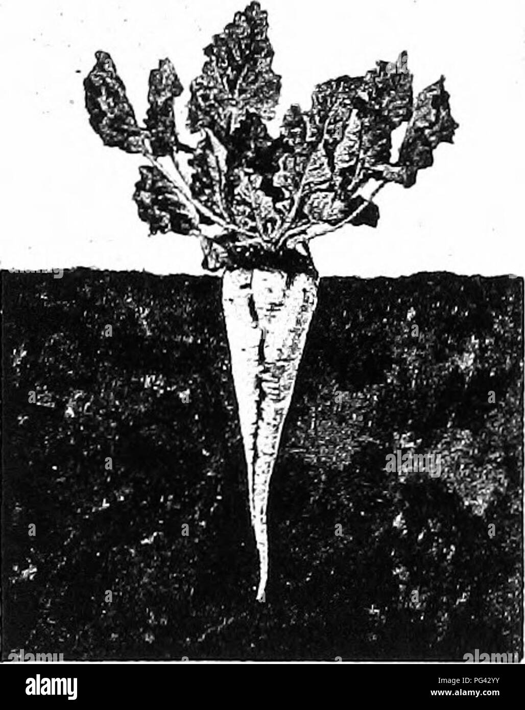 Fleshy Roots High Resolution Stock Photography and Images - Alamy