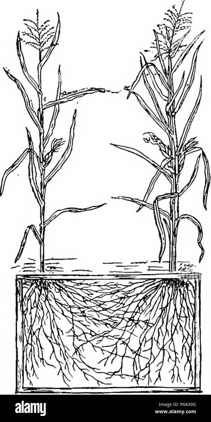 This educational text focuses on the role of roots in plant stability ...