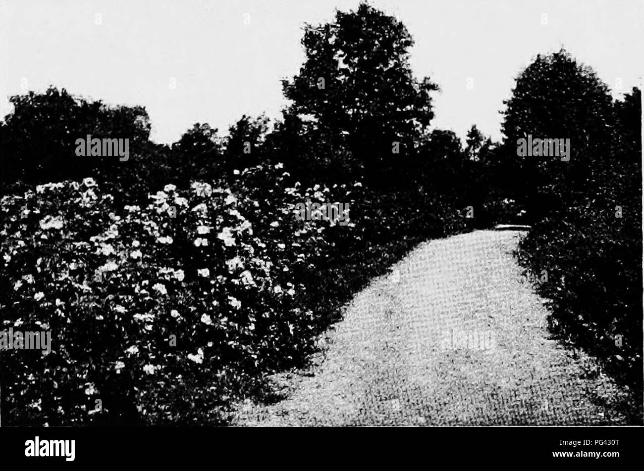 This guide explores the use of climbing plants in gardens, focusing on ...