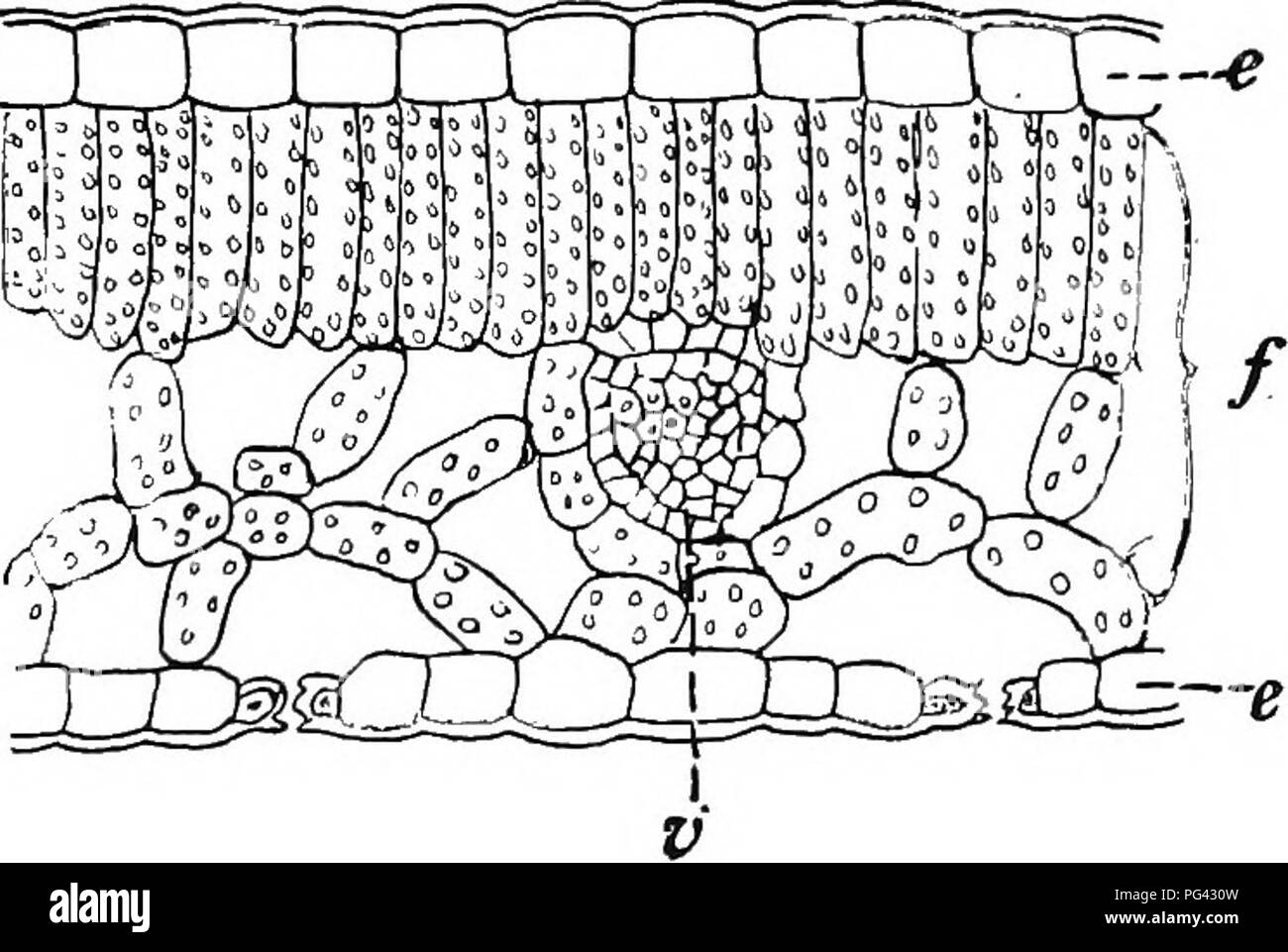 Leaf Cross Section Blank