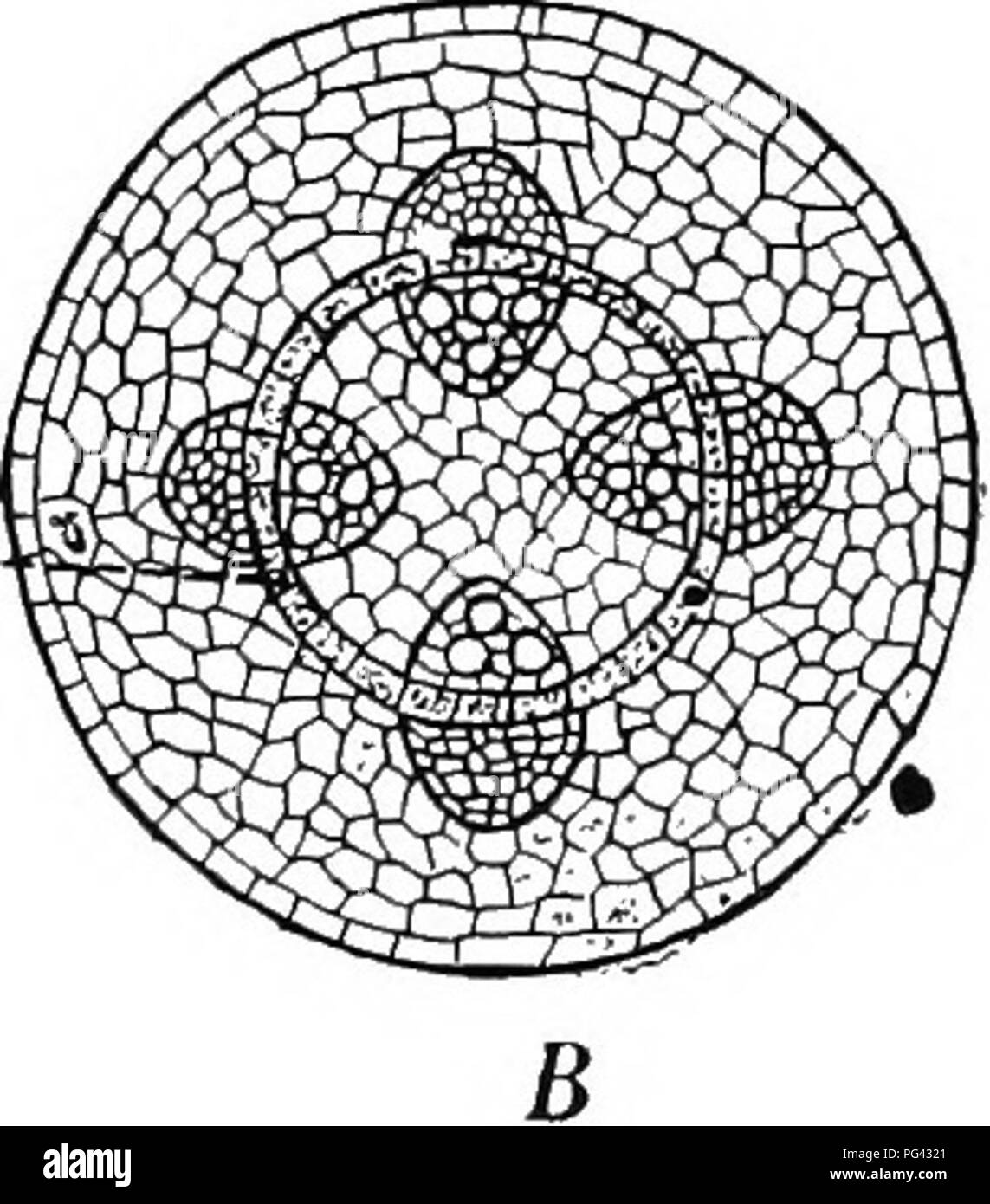 Apical Meristem Cross Section