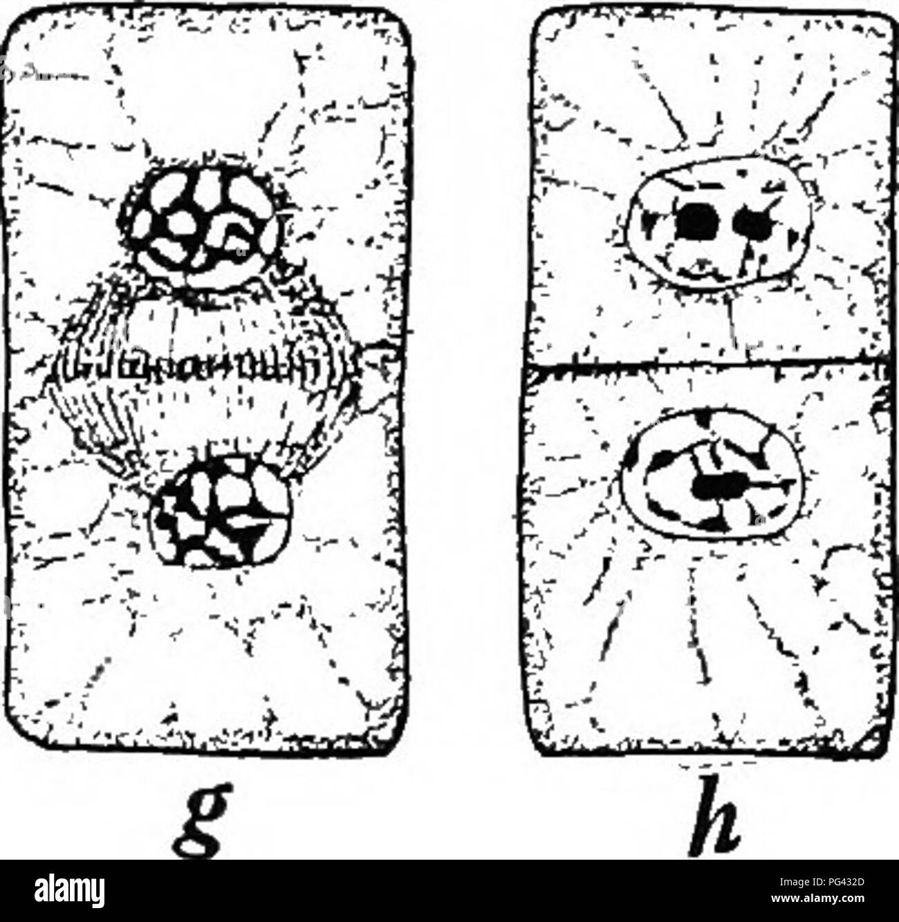 This educational image explains the process of cell division in plants ...