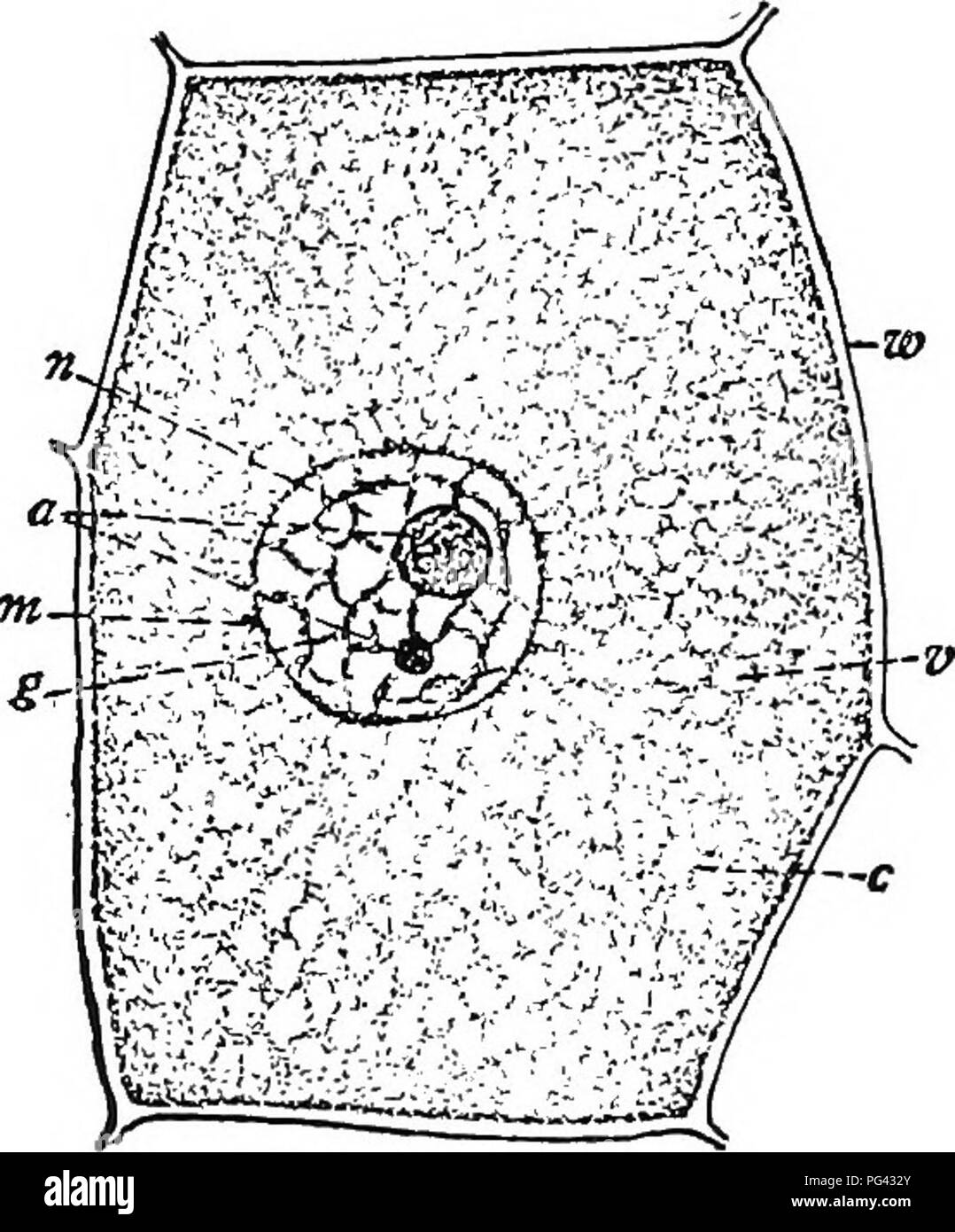 Different types of plant structures hi-res stock photography and images ...