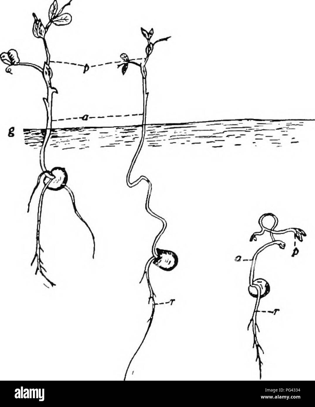 Epicotyl hi-res stock photography and images - Alamy