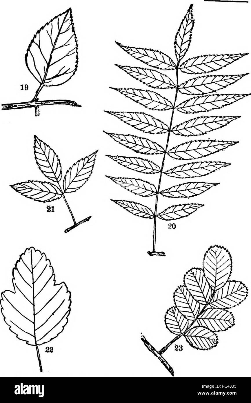 This guide details the trees, shrubs, and vines of the northeastern U.S ...