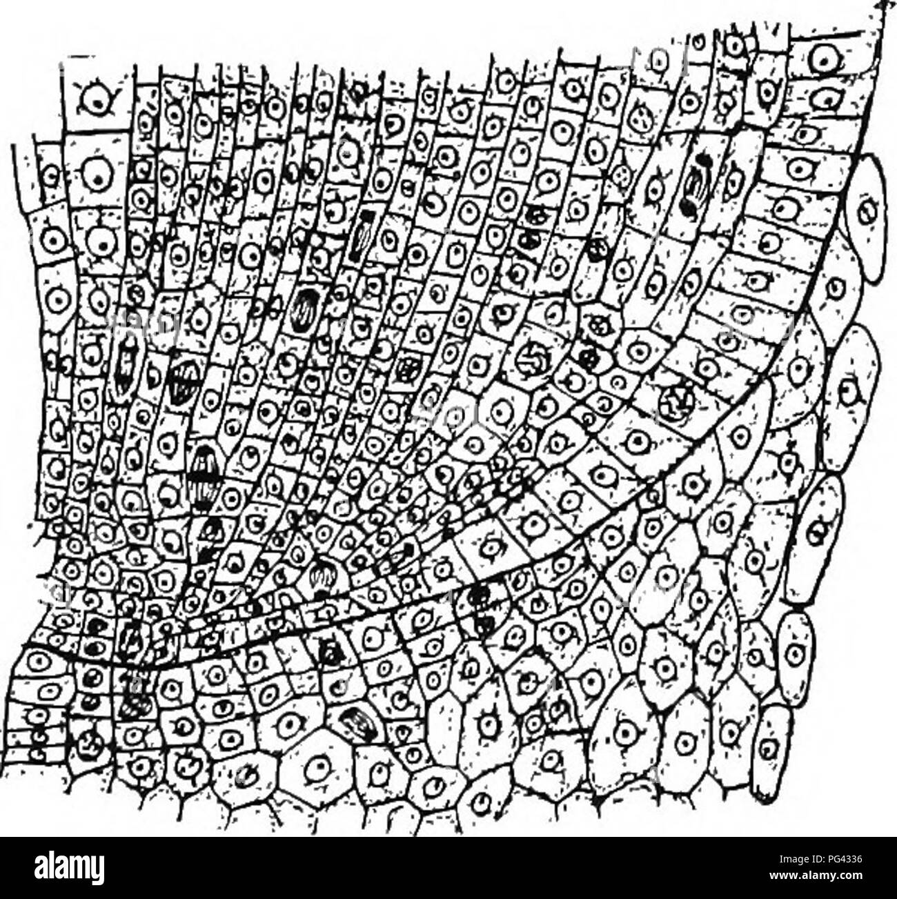 This chapter from a botany textbook explores plant cell structure and ...