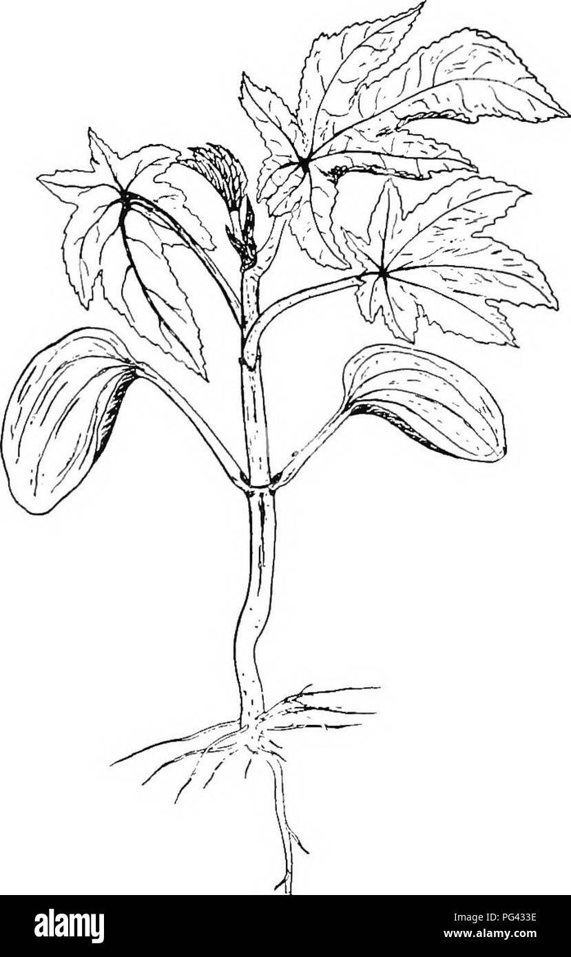 . Botany for agricultural students . Botany. 108 GERMINATION OF SEEDS ...