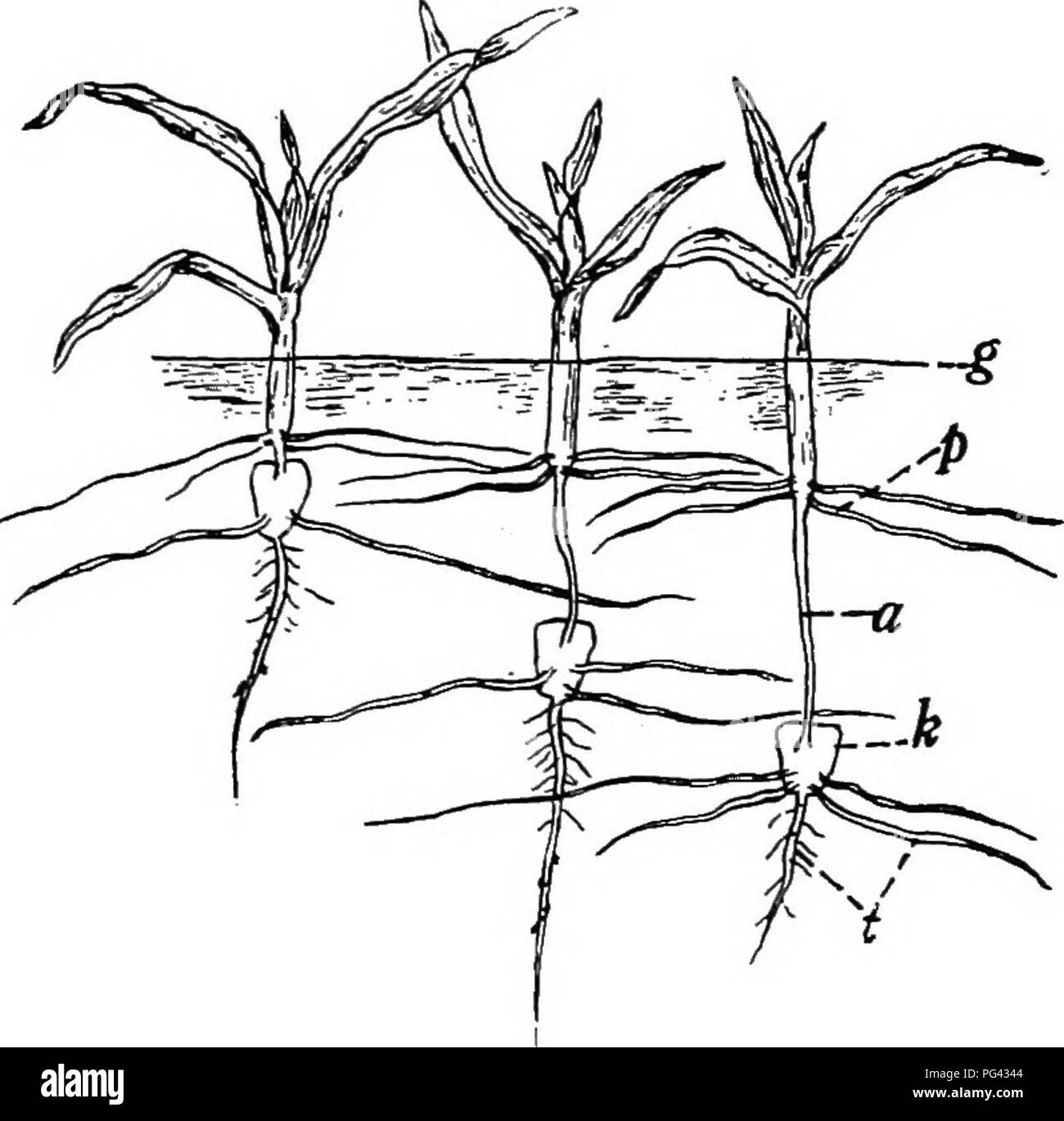 This image shows seedlings of the grass type 103, with the first leaves ...