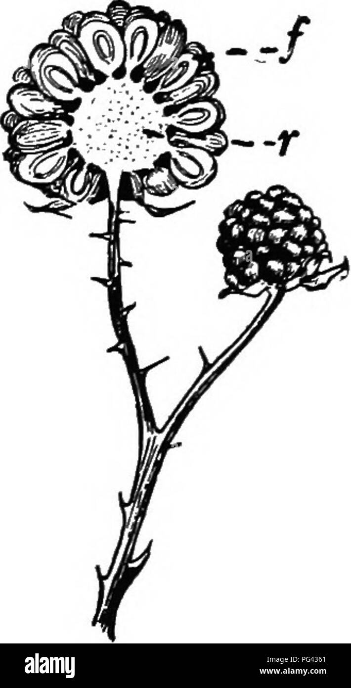 This botanical guide focuses on the strawberry's flower and fruit ...