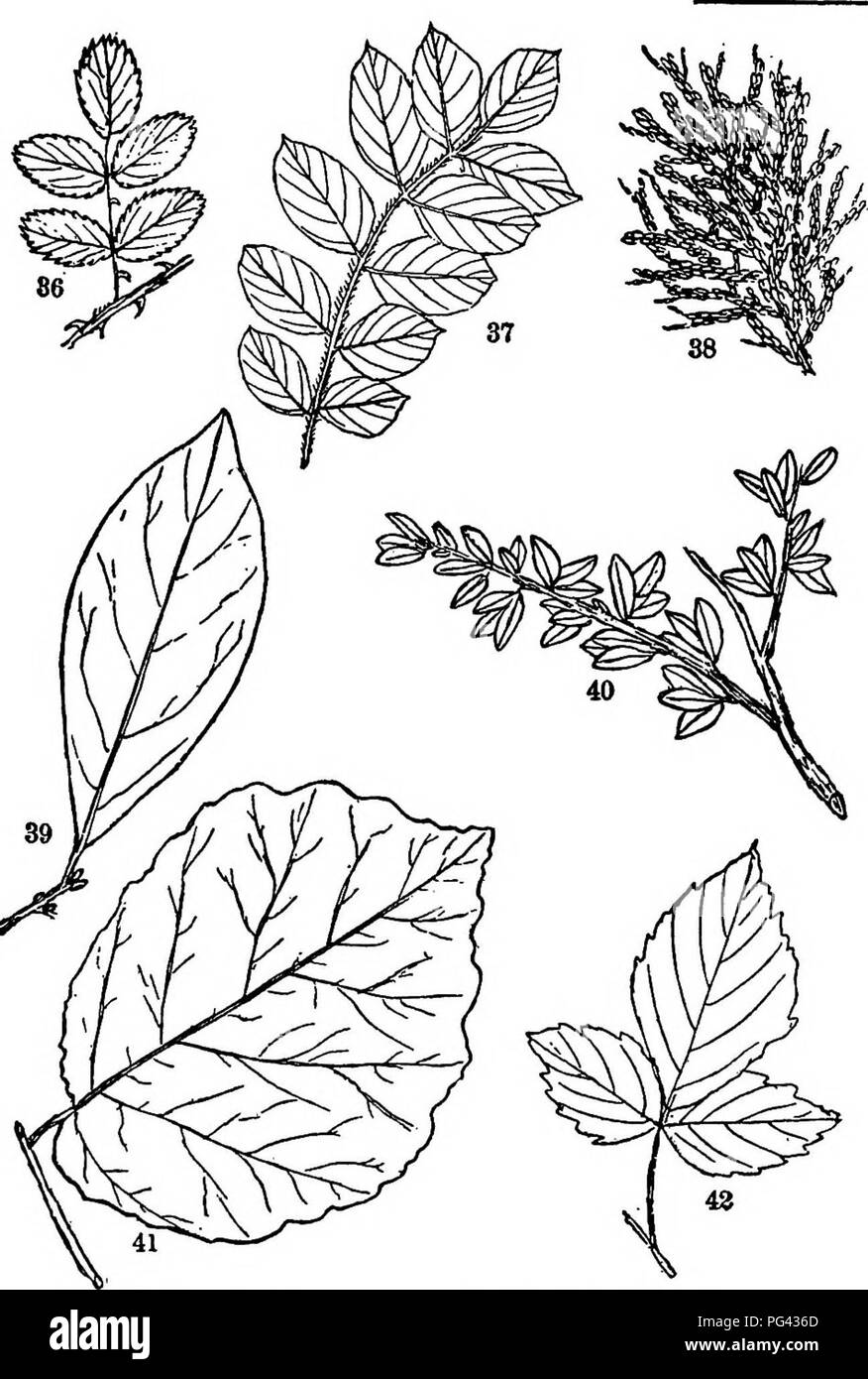 This guide provides detailed descriptions of trees, shrubs, and vines ...