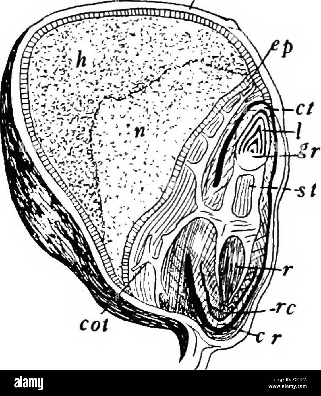 . Botany for agricultural students . Botany. CORN ICERNEL 63. The ...