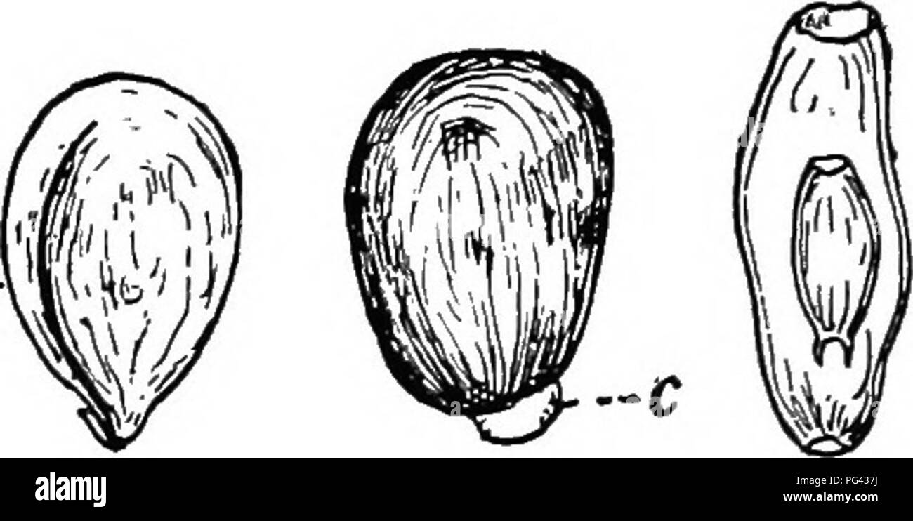 This botanical guide for agricultural students covers the nature and ...
