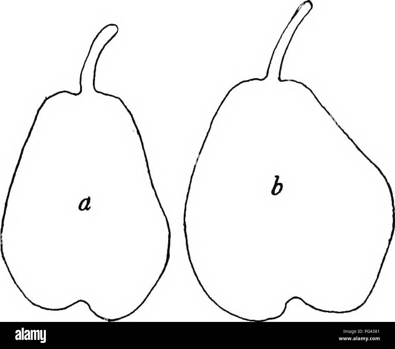 Types of corn Black and White Stock Photos & Images - Alamy