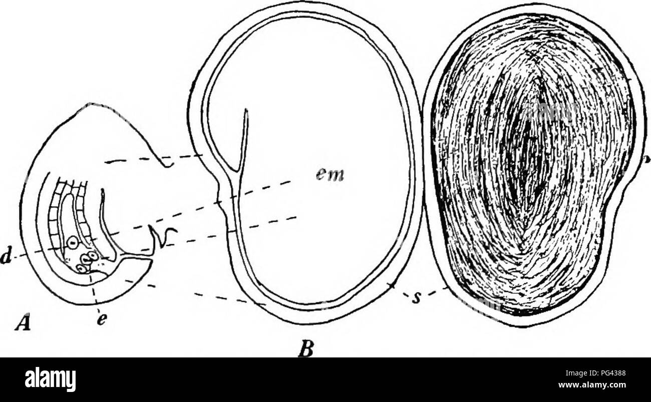. Botany for agricultural students . Botany. Fig. 54. — A, a vertical ...
