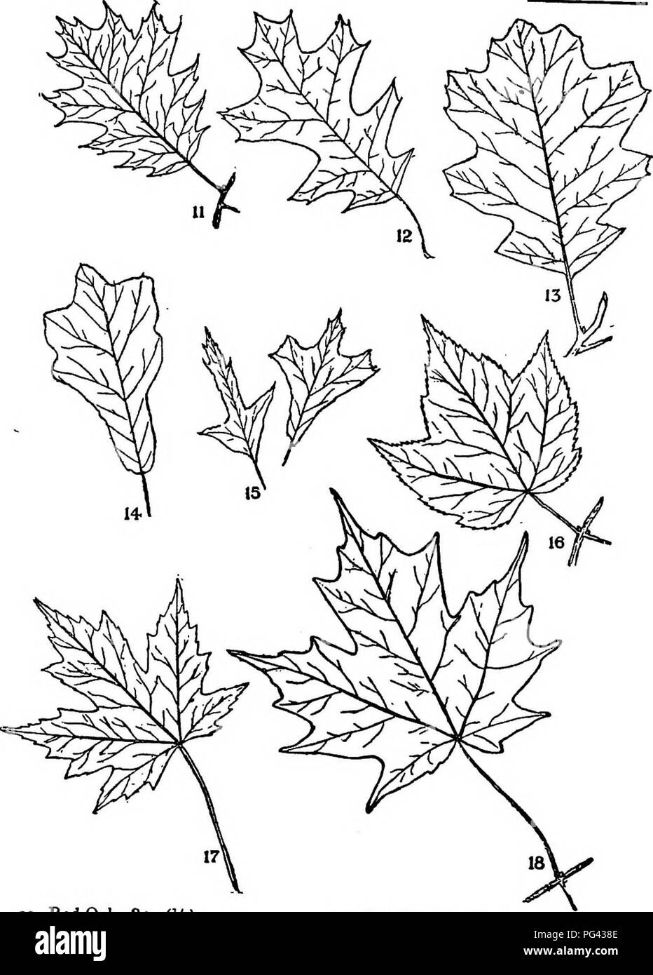 This book provides detailed descriptions of trees, shrubs, and vines in ...