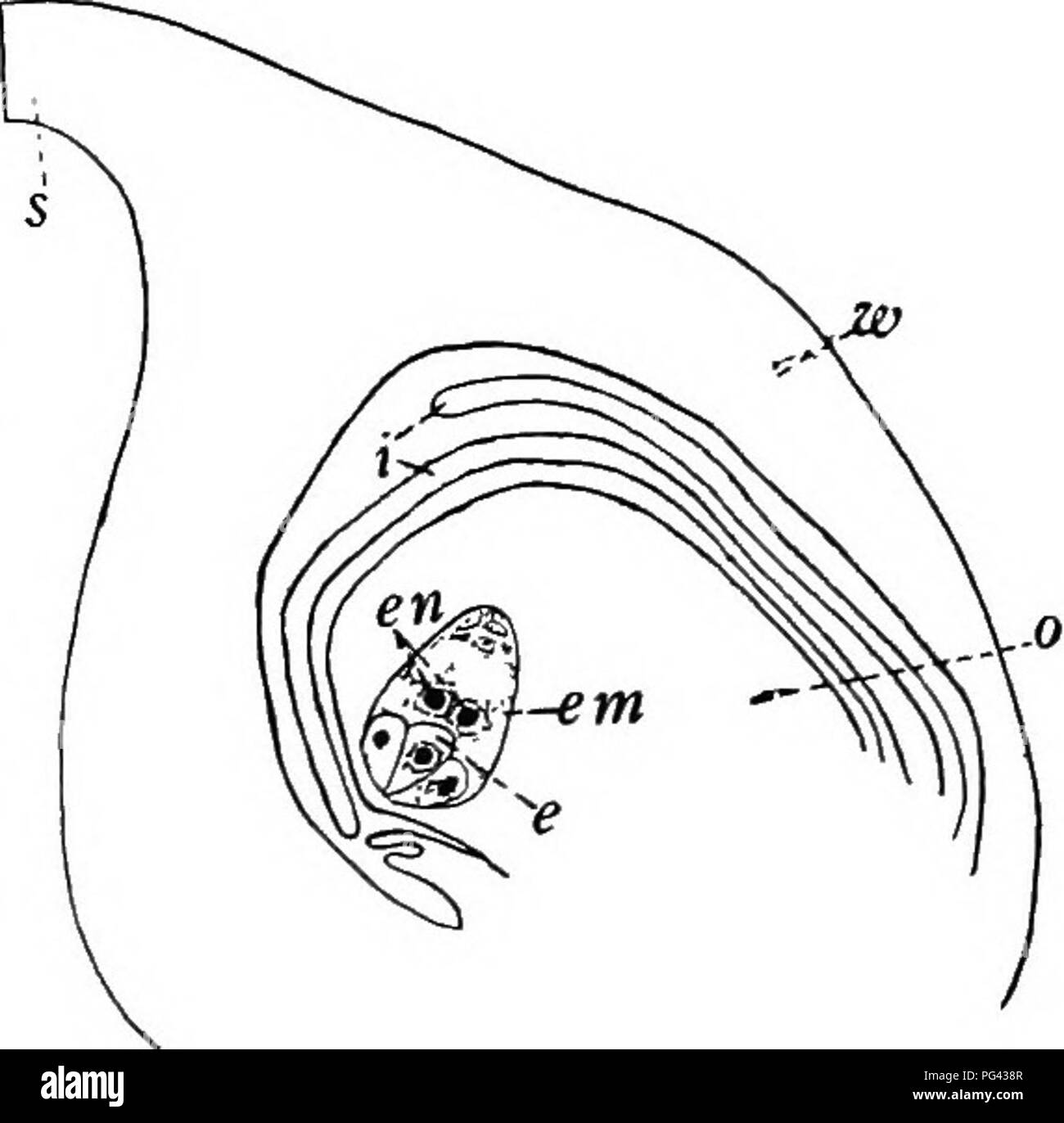 Micropyle In A Conifer