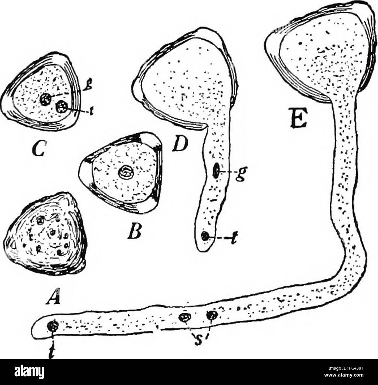 . Botany for agricultural students . Botany. 42 PISTILS AND STAMENS ...