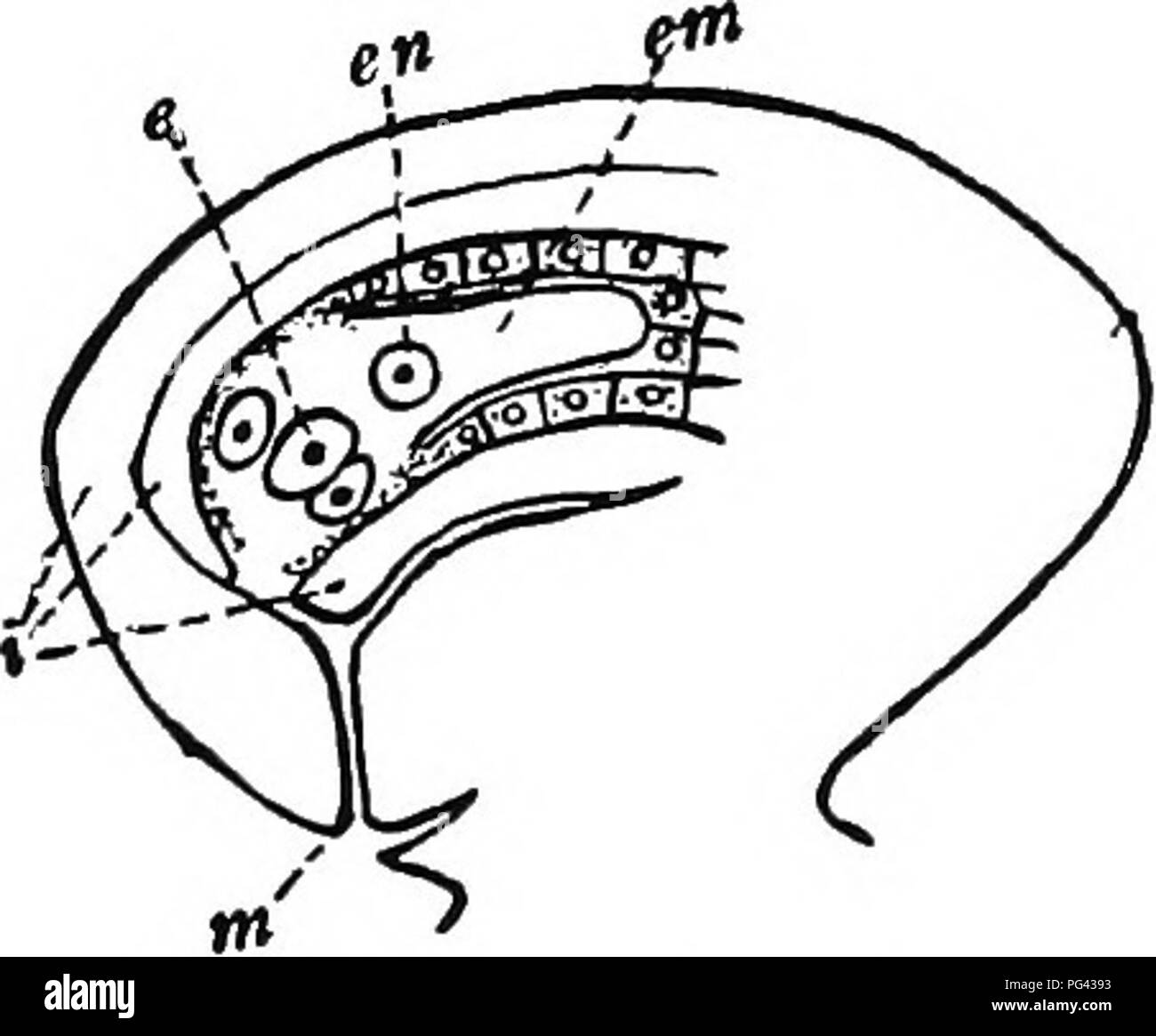 Clover e Black and White Stock Photos & Images - Alamy