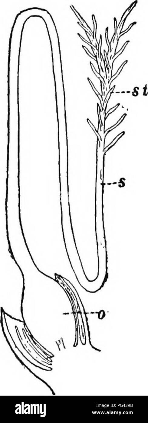 . Botany for agricultural students . Botany. 34 PISTILS AND STAMENS ing ...