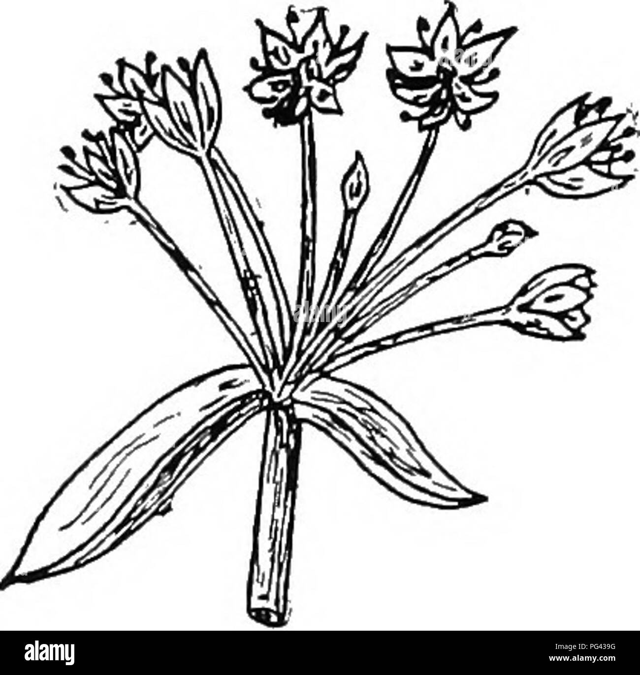 Panicle like clusters hi-res stock photography and images - Alamy