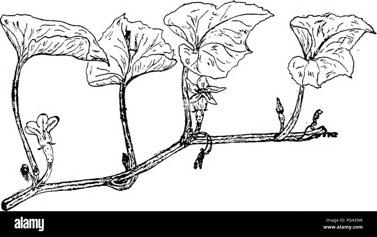 Botany images for agricultural students. Fig. 27 depicts a solitary ...