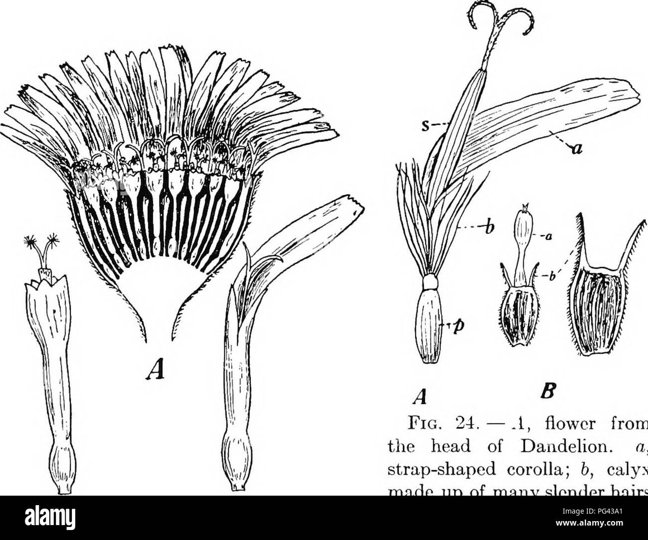. Botany for agricultural students . Botany. 24 FLOWERS banner; the two ...