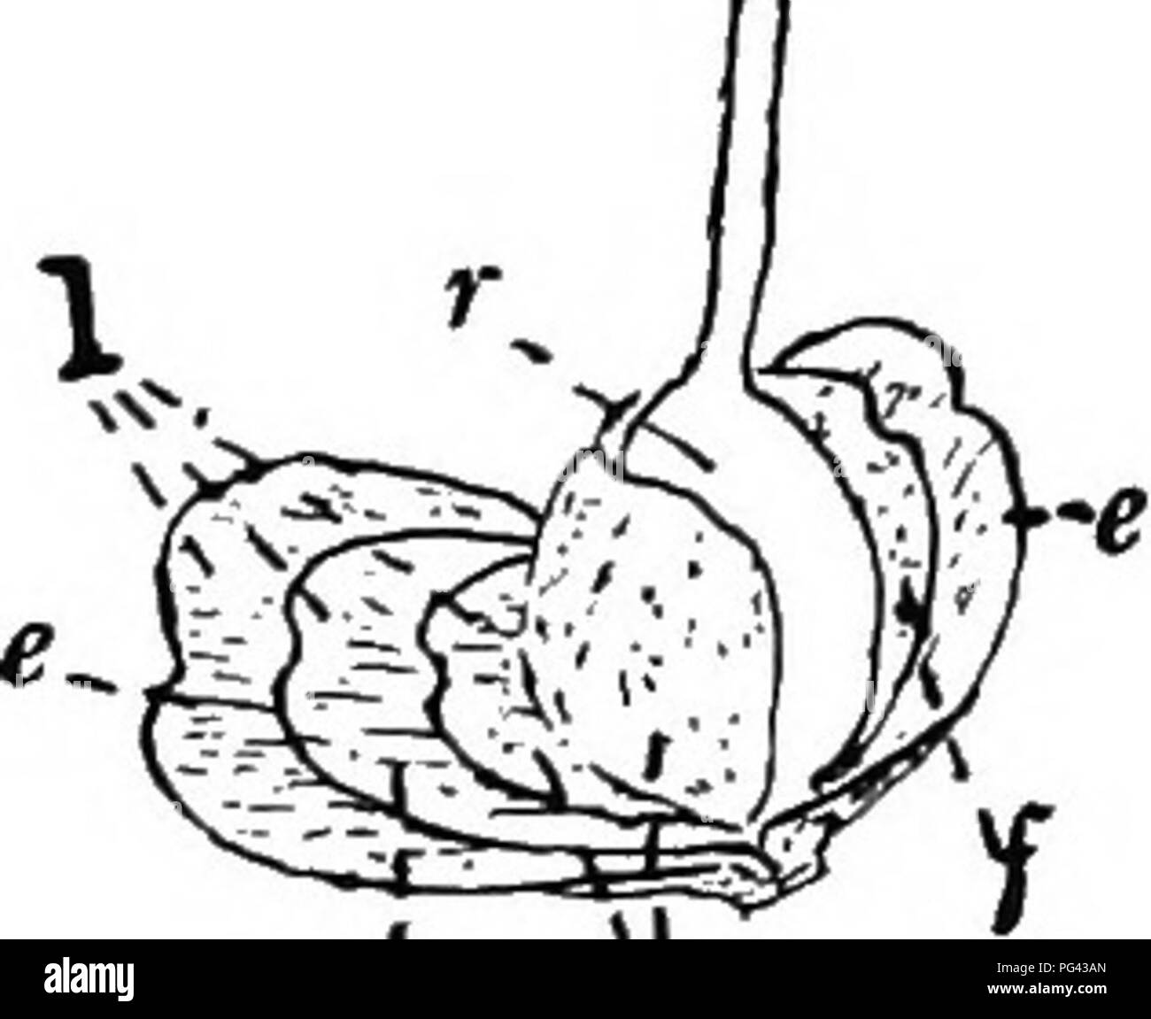 Corn kernel section hi-res stock photography and images - Alamy