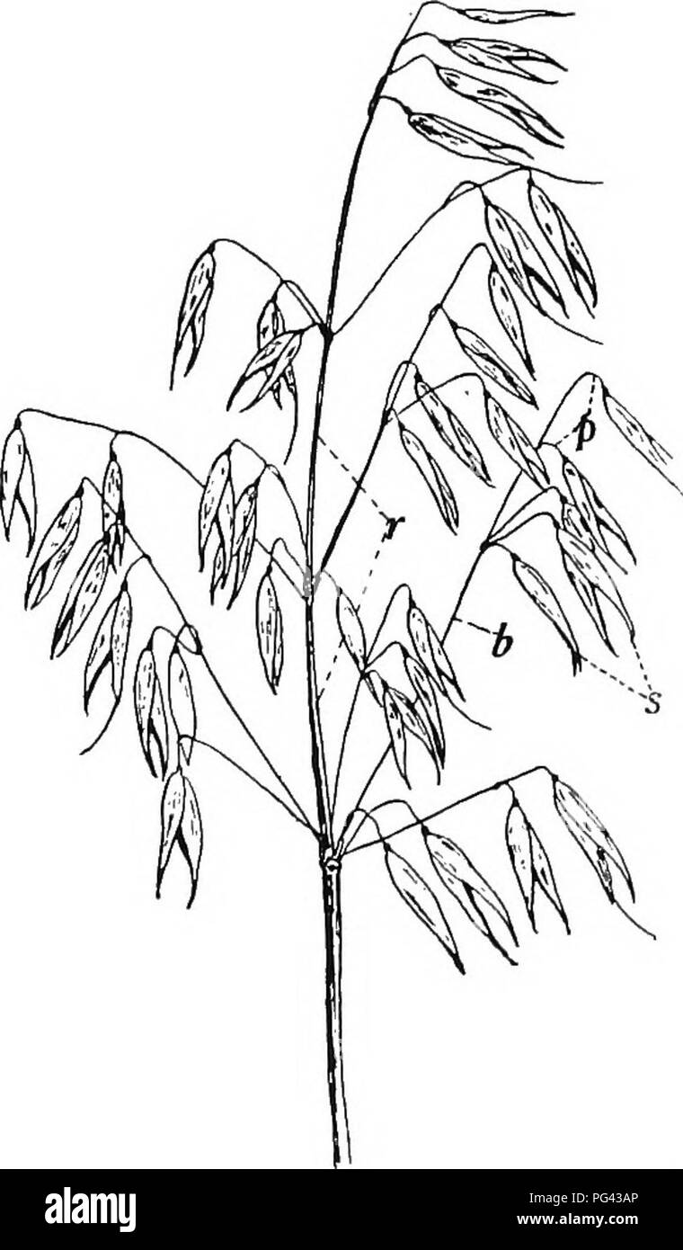 Oat flowers Black and White Stock Photos & Images - Alamy