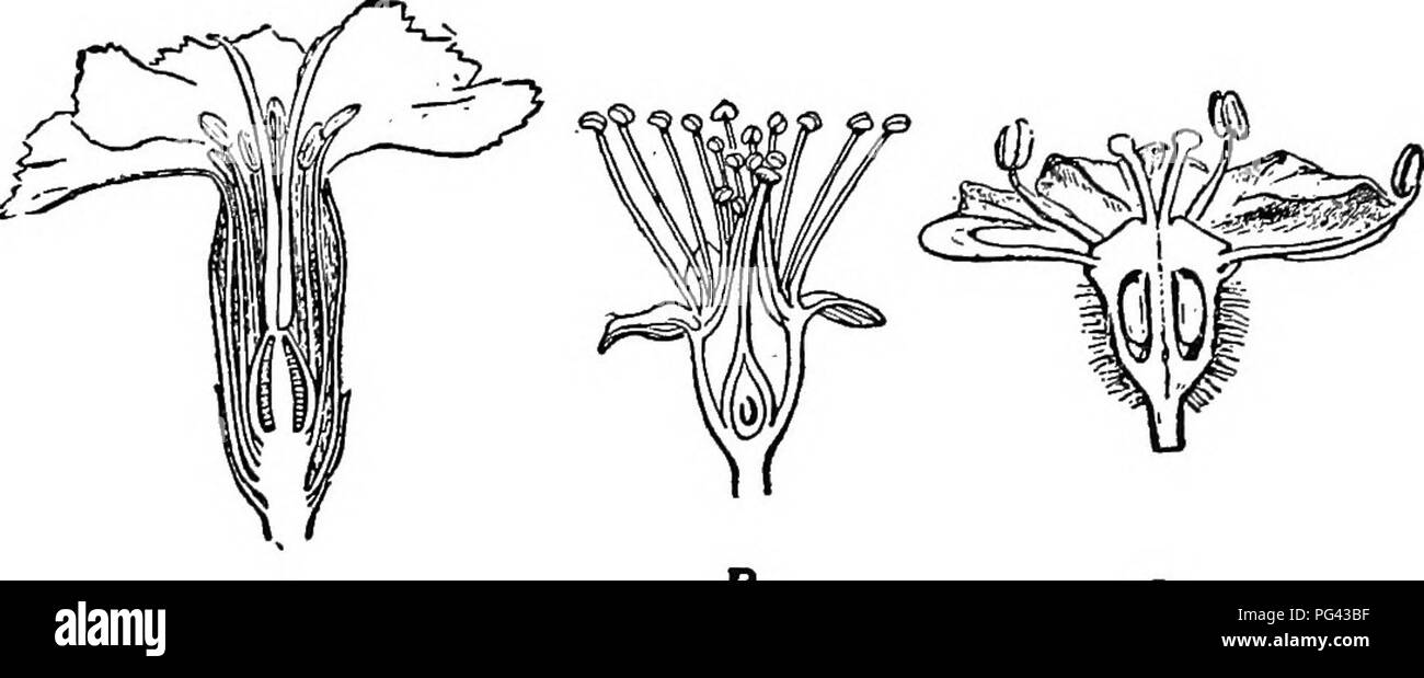 15 carpels Cut Out Stock Images & Pictures - Alamy