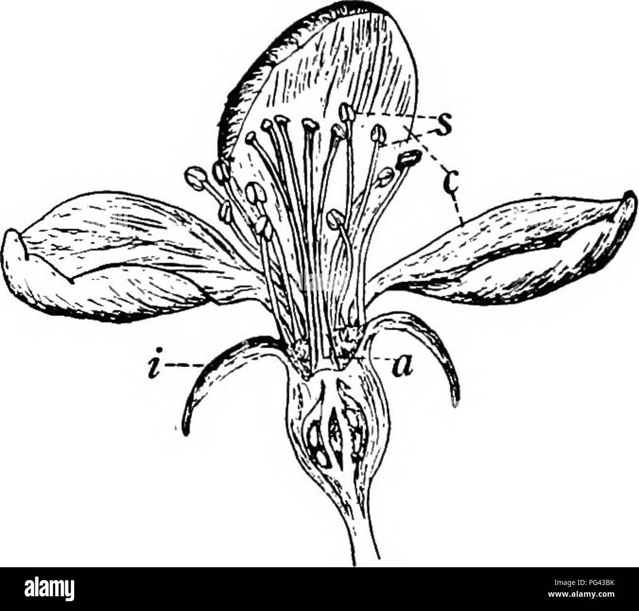 This educational text provides an in-depth overview of botany for ...