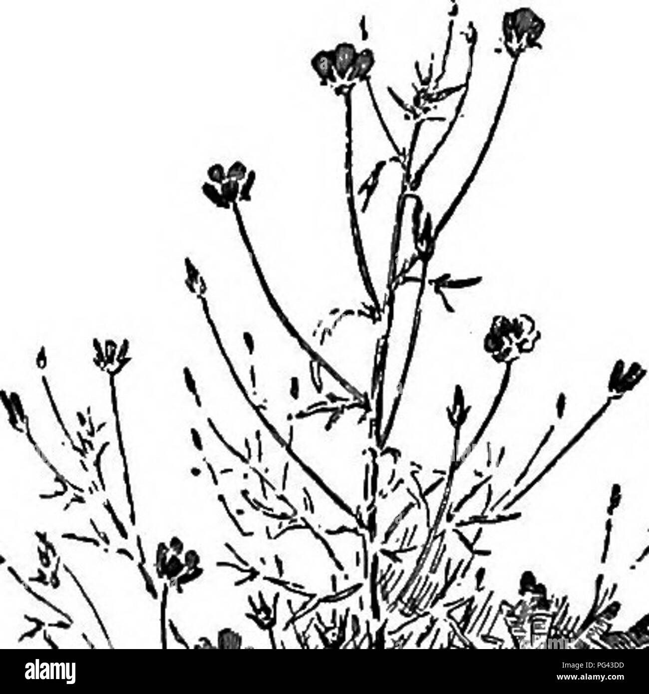 Napiform root hi-res stock photography and images - Alamy