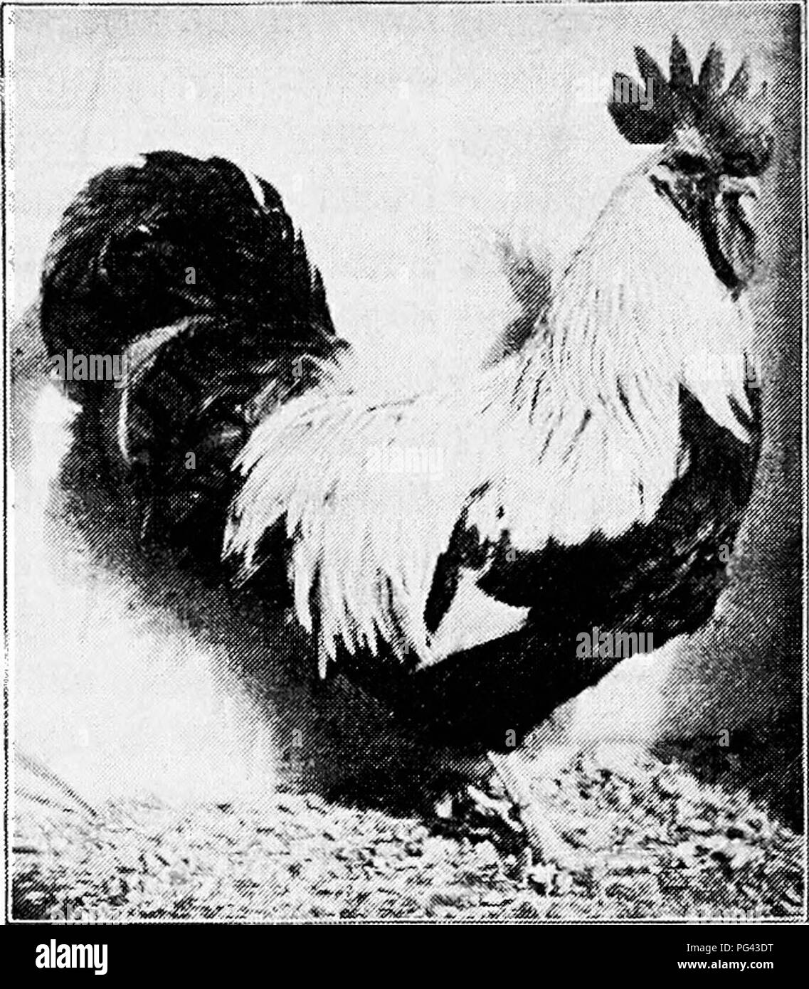 This guide to poultry culture covers different types, breeds, and ...