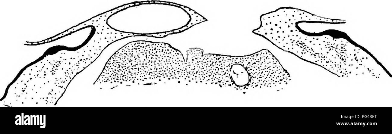 Mammary line hi-res stock photography and images - Alamy